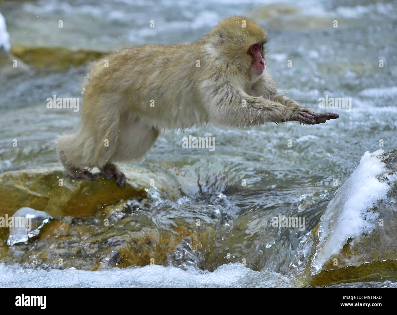 Snow monkey in jump. Winter season. The Japanese macaque ( Scientific ...