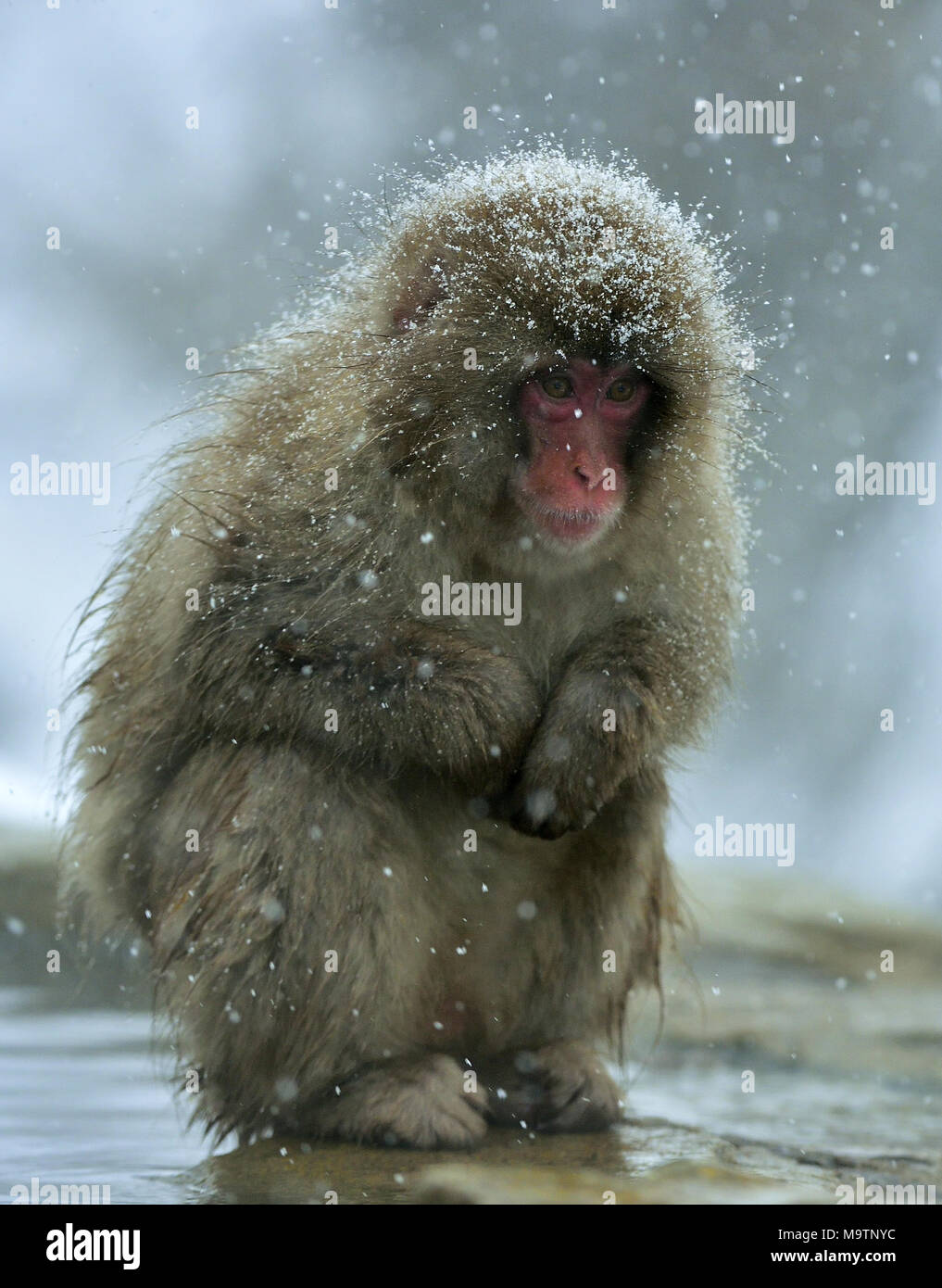 Snow monkey. The Japanese macaque ( Scientific name: Macaca fuscata ...