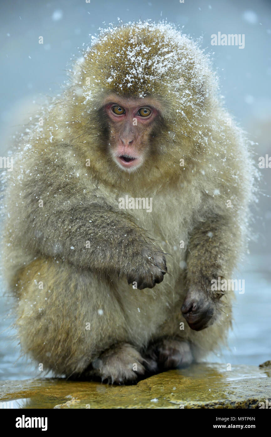 Snow monkey. The Japanese macaque ( Scientific name: Macaca fuscata ...