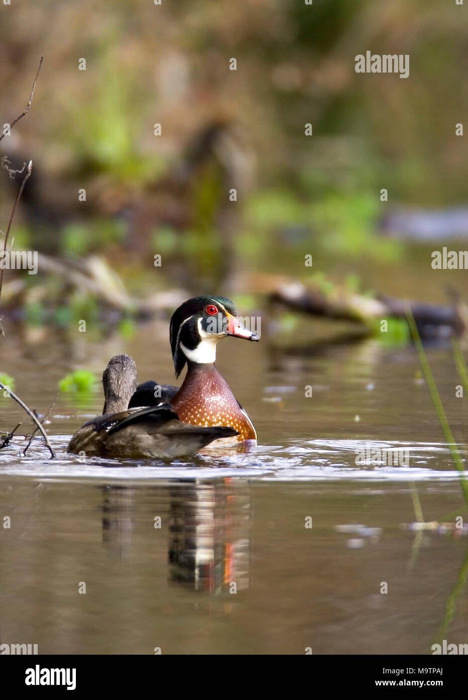 Male and female wood ducks in a pond off the Alabama River Swamp, on an ...