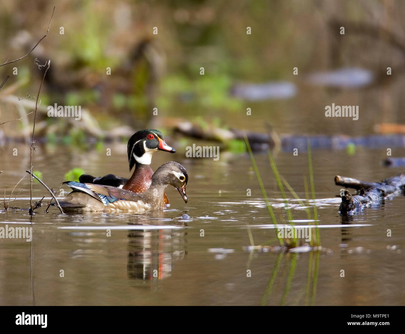Male and female wood ducks in a pond off the Alabama River Swamp, on an ...
