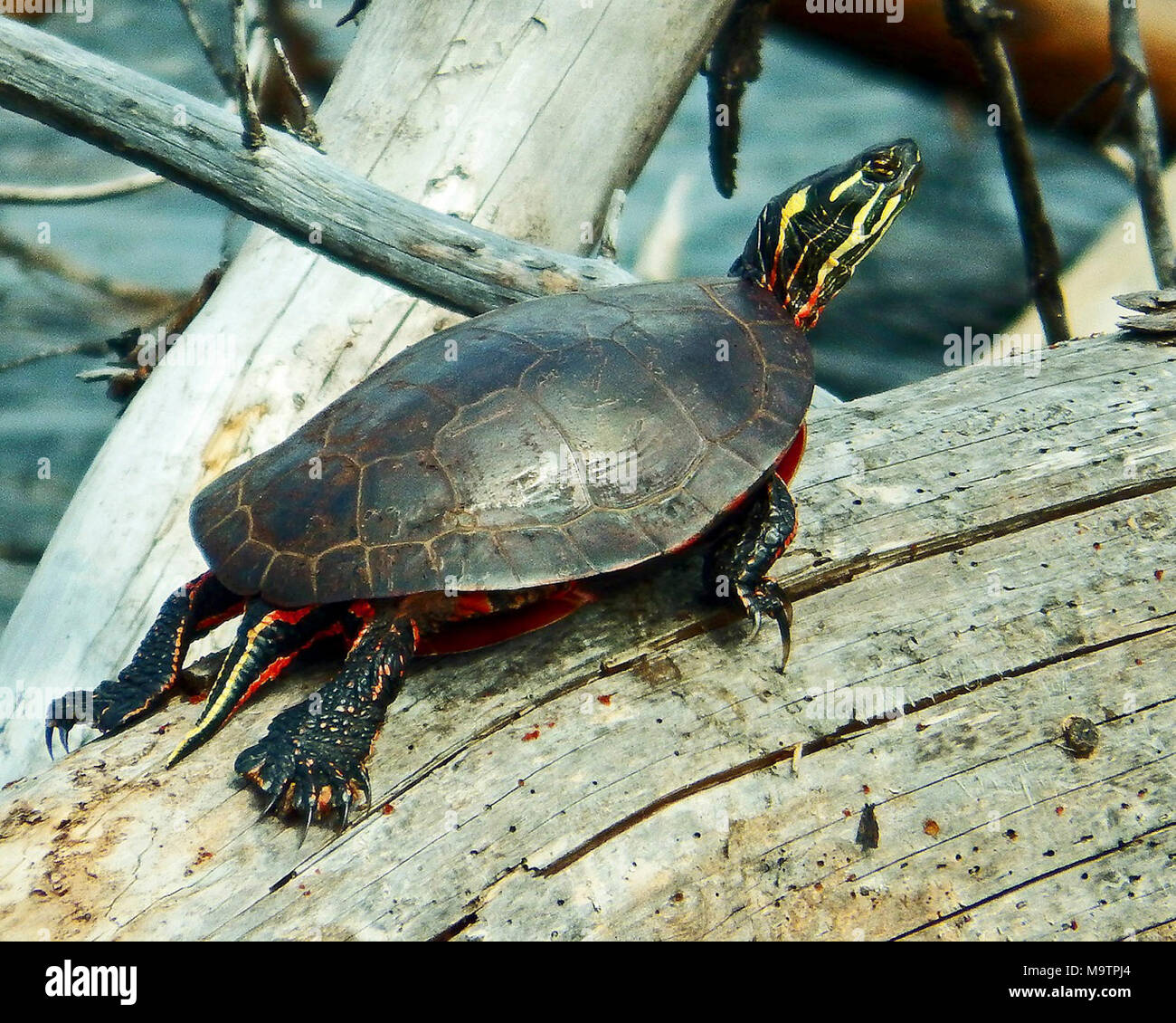 Midwest painted turtle hi-res stock photography and images - Alamy