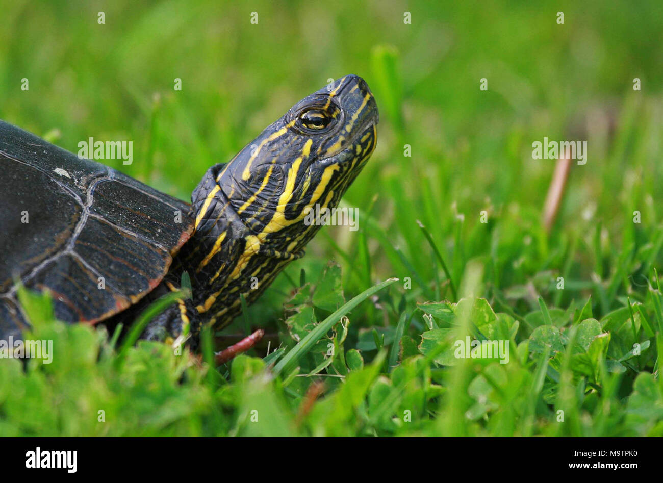 Midwest painted turtle hi-res stock photography and images - Alamy