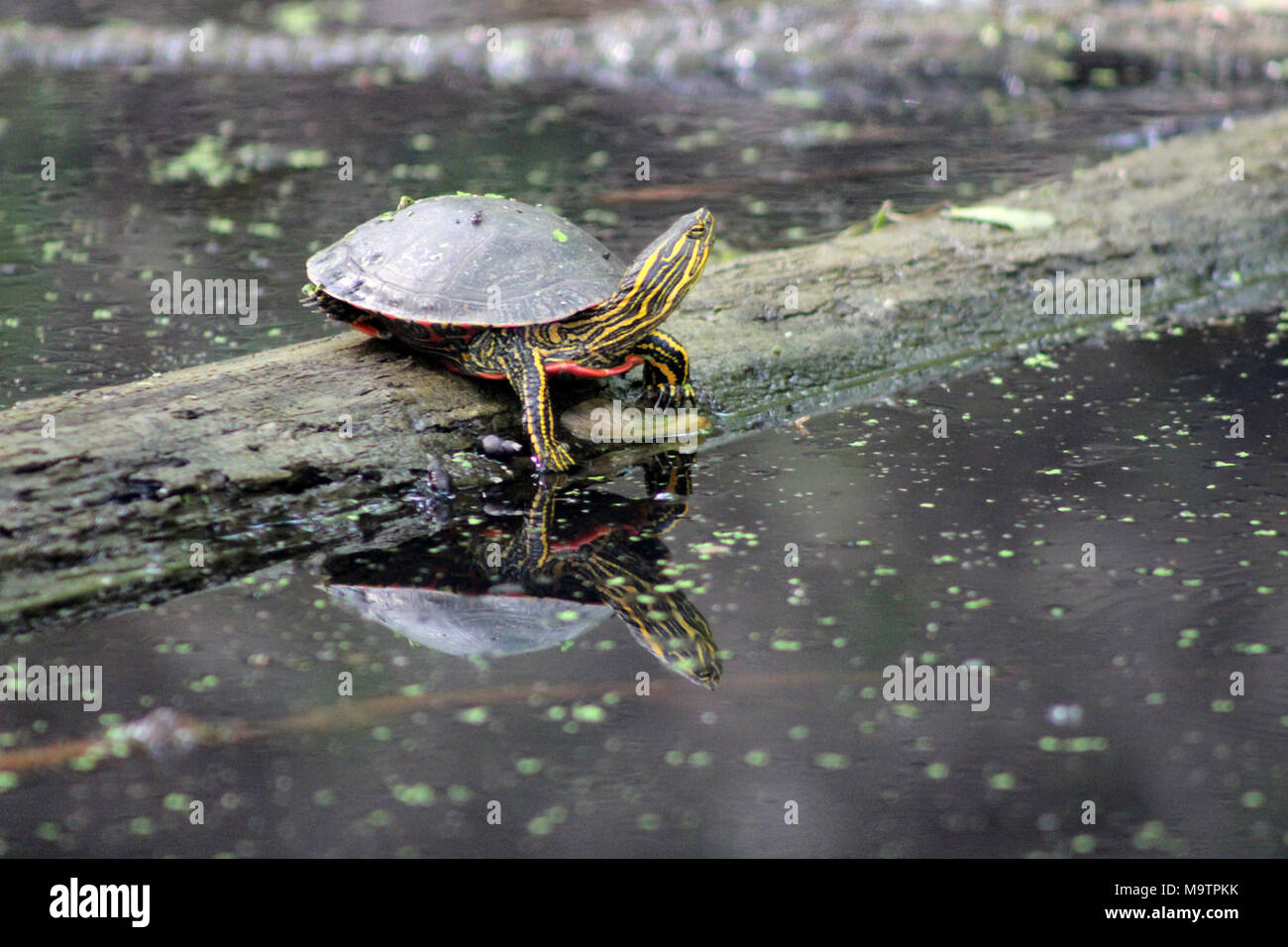 Painted Turtle. Painted Turtle Stock Photo - Alamy