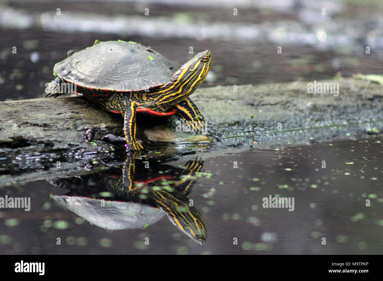 Midwest painted turtle hi-res stock photography and images - Alamy