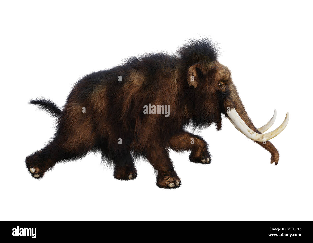 3D rendering of a woolly mammoth isolated on white background Stock ...