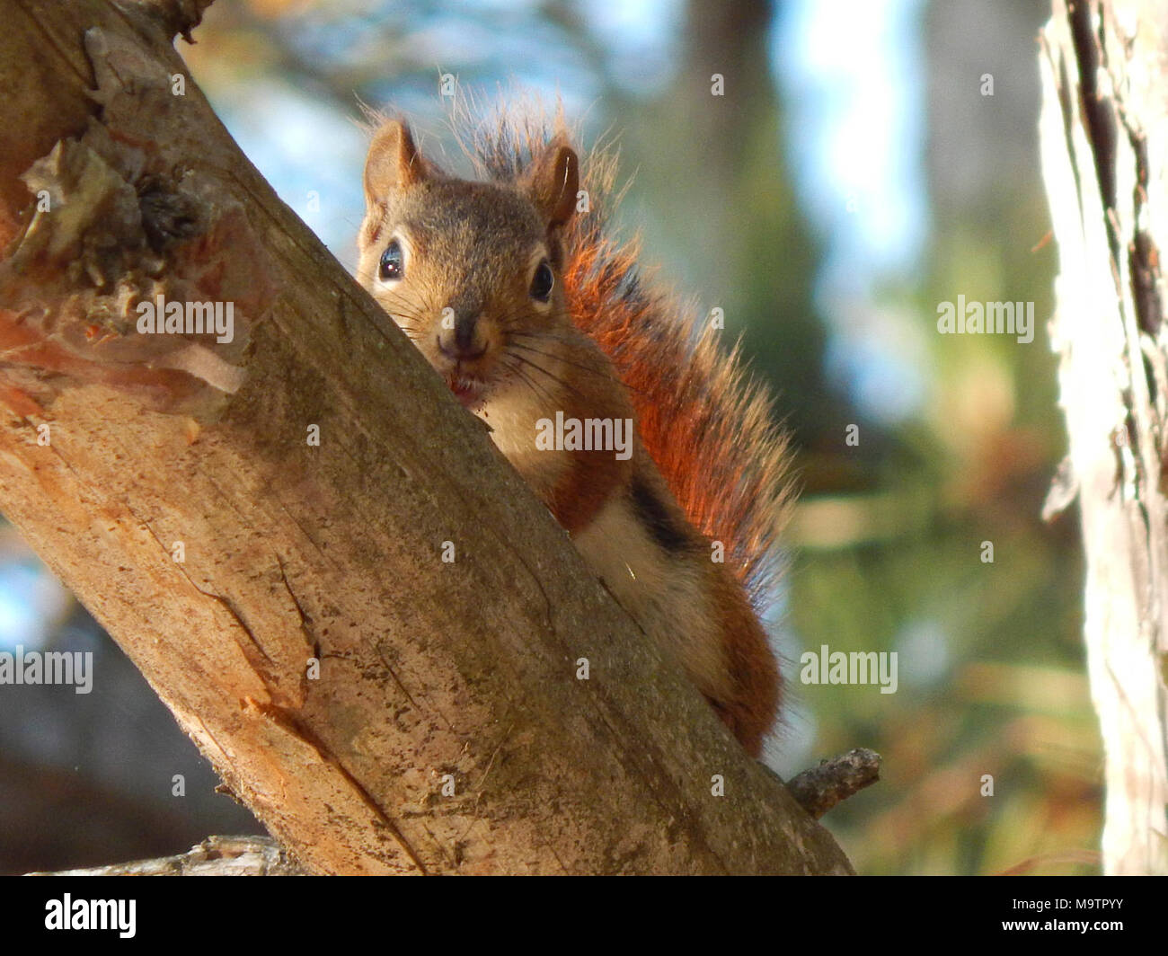 Red squirrel fish hi-res stock photography and images - Alamy