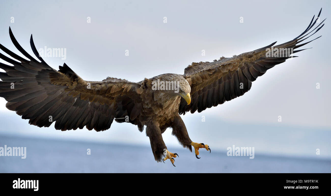 Adult White-tailed eagle in flight. Blue sky background. Scientific ...