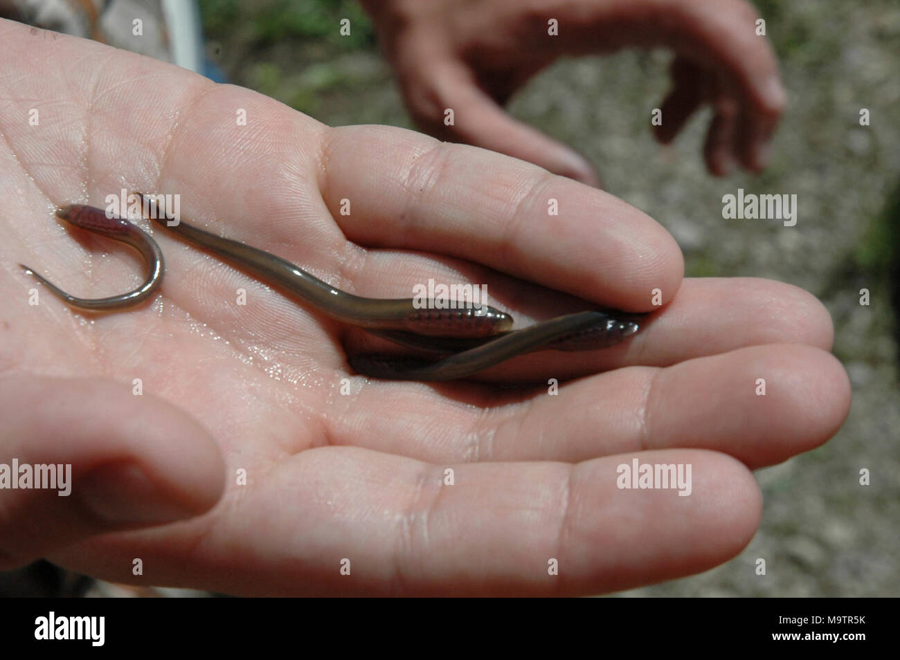 Lamprey Finger