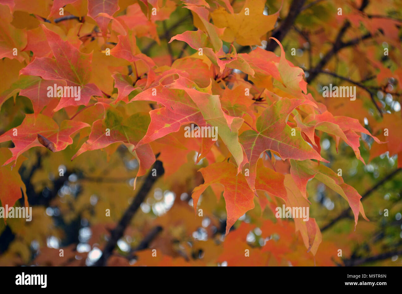 Seney Fall. Seney Fall Stock Photo - Alamy