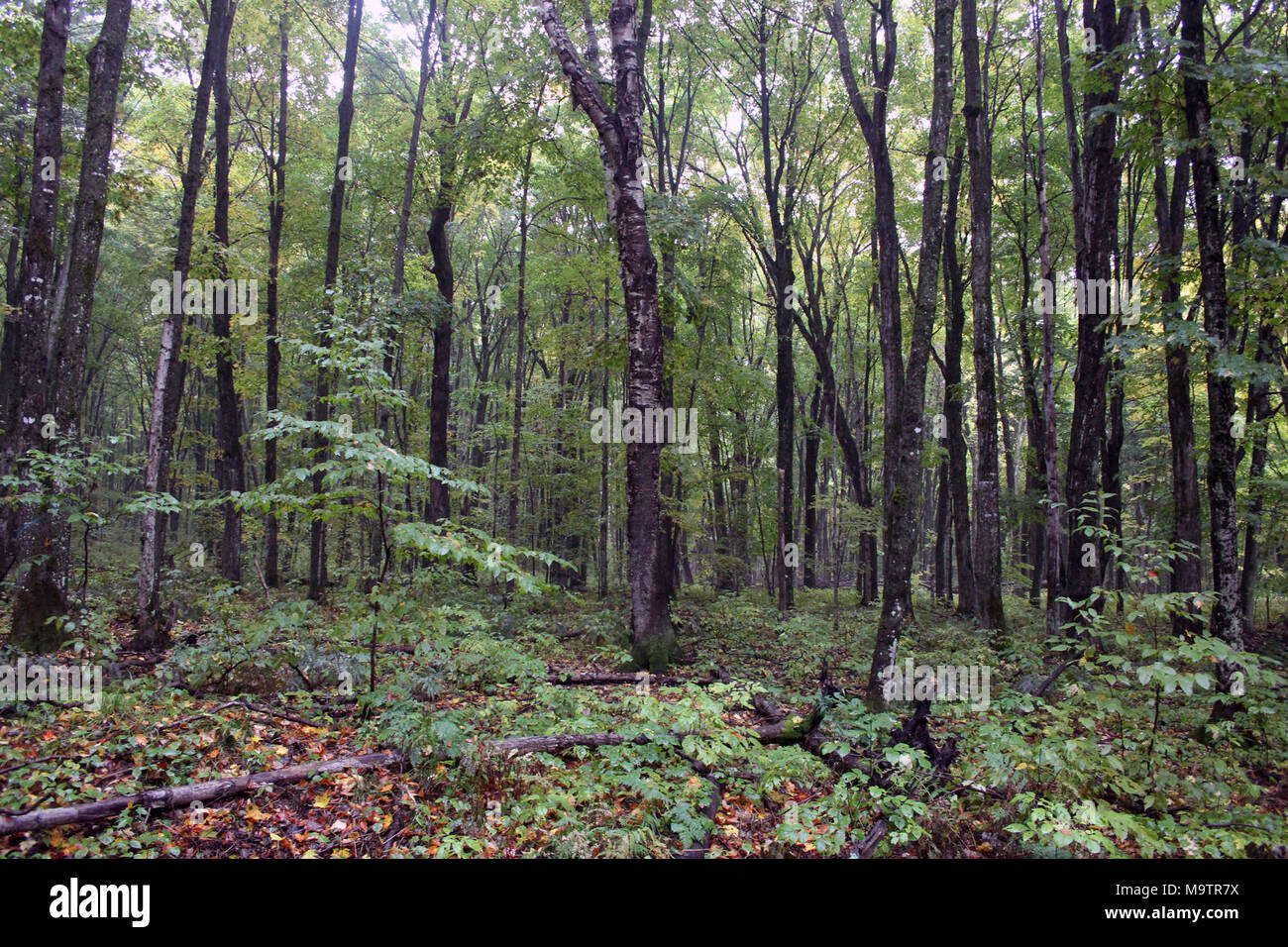 Seney national wildlife refuge hi-res stock photography and images - Alamy
