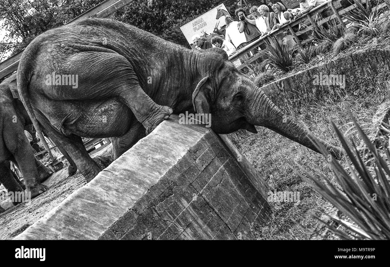 Chester zoo and elephant Black and White Stock Photos & Images - Alamy