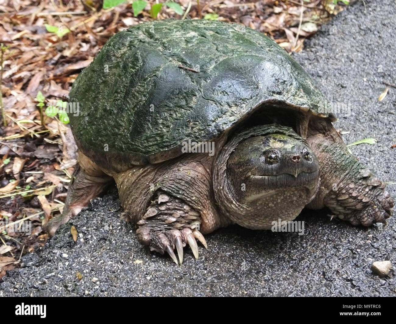 Snapping Turtle. Snapping Turtle Stock Photo - Alamy