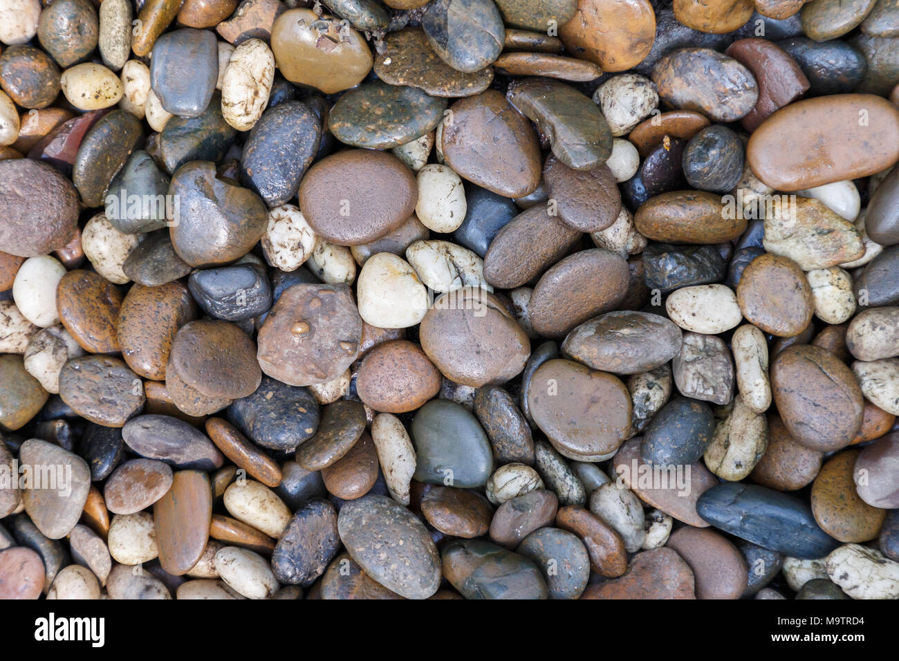 Stone pebbles texture or stone pebbles background. stone pebbles for ...