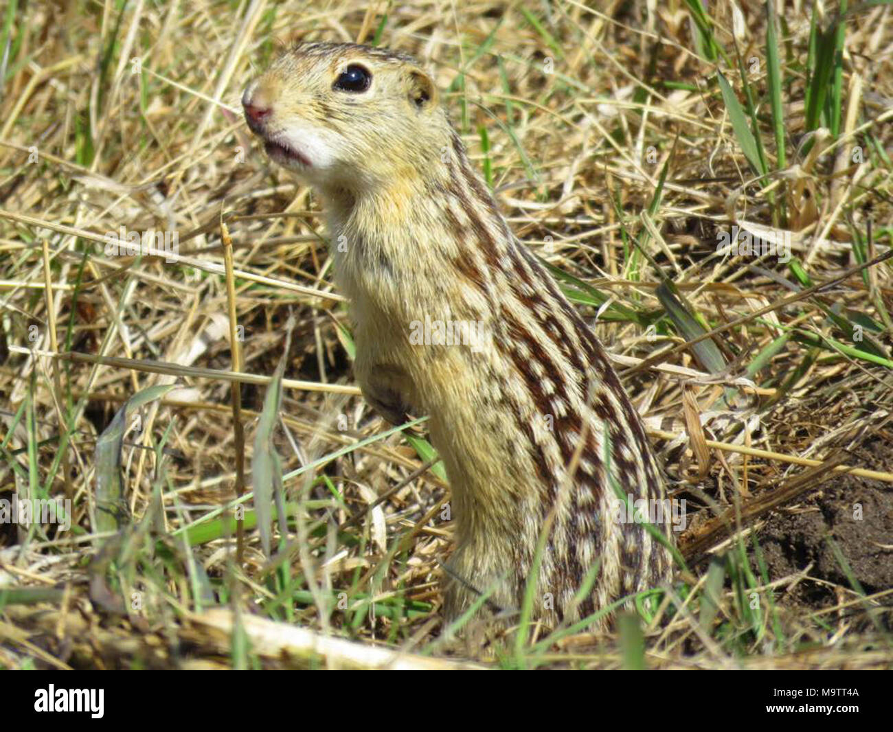 Thirteen-lined Ground Squirrel. Thirteen-lined Ground Squirrel Stock Photo - Alamy
