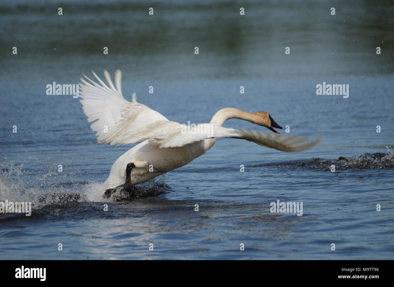 Trumpeter Swan. Trumpeter Swan Stock Photo - Alamy
