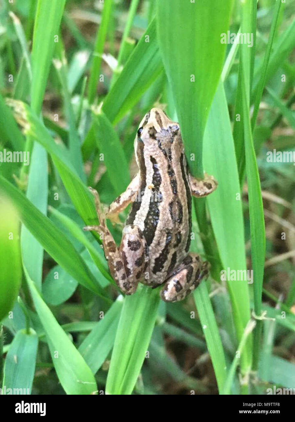 Western Chorus Frog. Western Chorus Frog Stock Photo - Alamy
