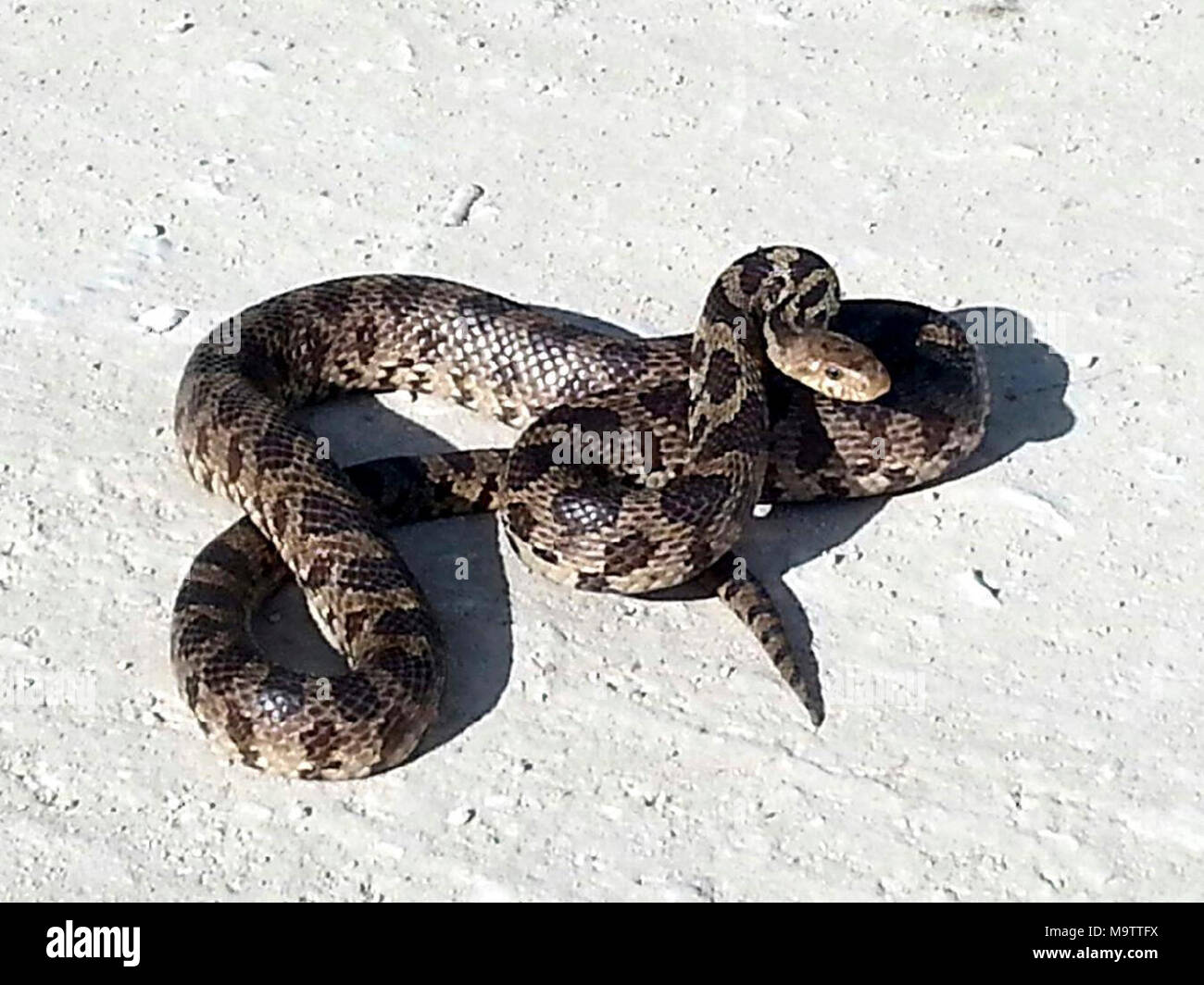 Western Fox Snake. Western Fox Snake Stock Photo - Alamy