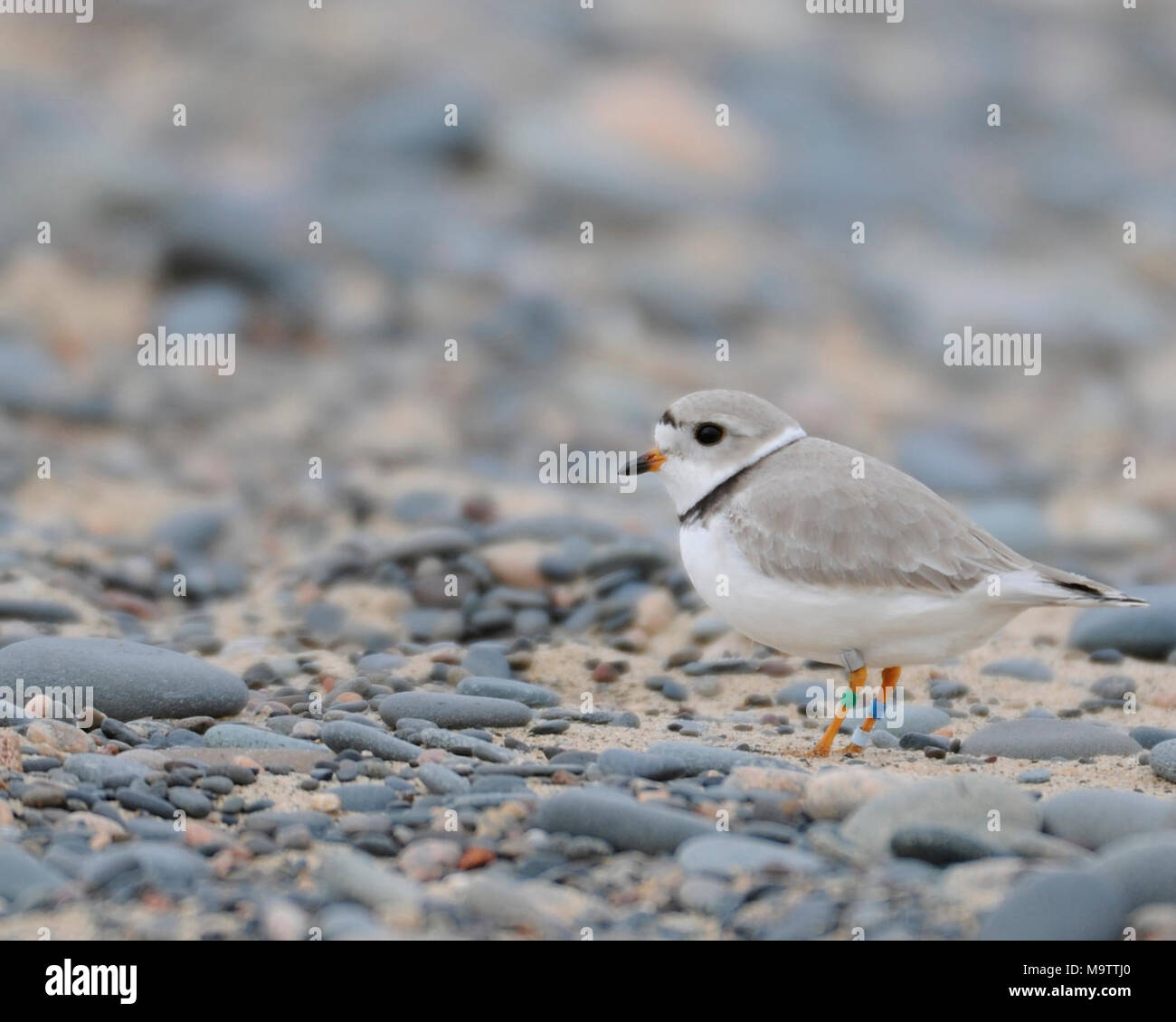 Whitefish Point Piping Plover. Whitefish Point Piping Plover Stock ...