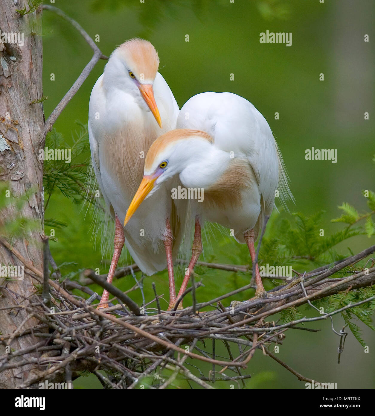 Adult cattle egrets nesting hi-res stock photography and images - Alamy