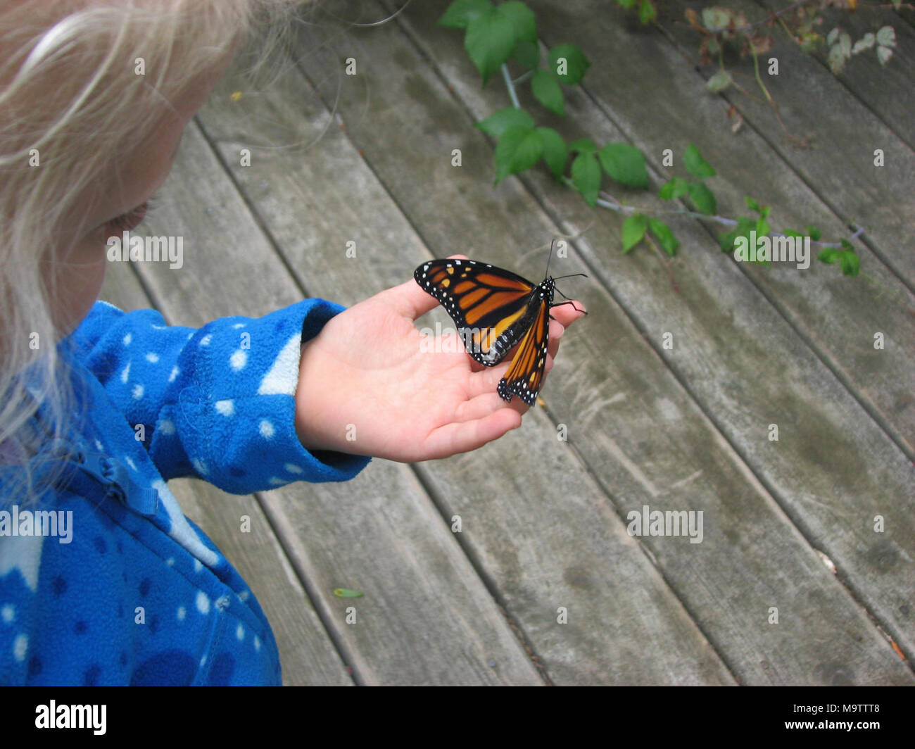 Child and monarch butterflies hi-res stock photography and images - Alamy