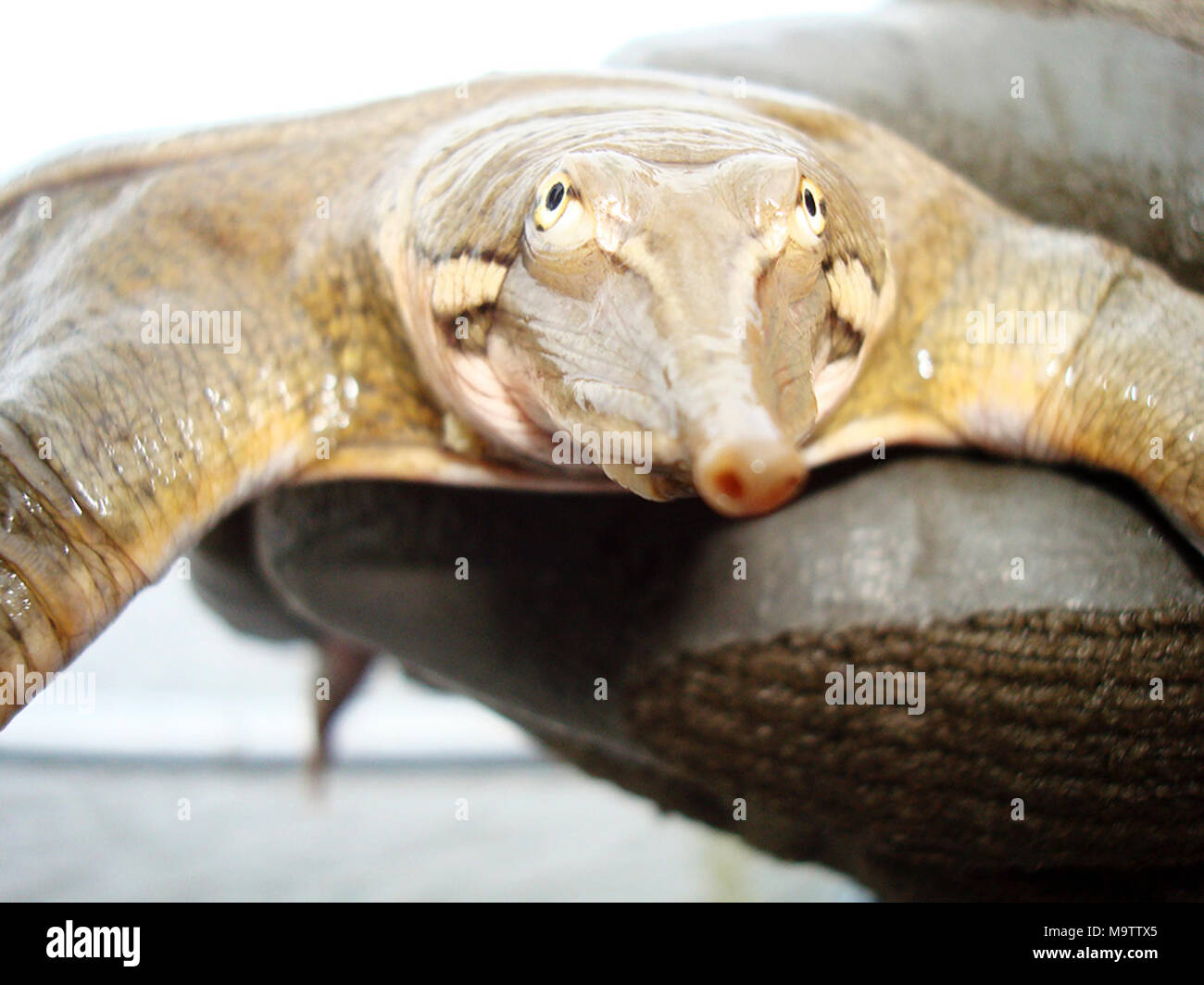 Smooth Softshell Turtle on the Mississippi River. Smooth Softshell ...