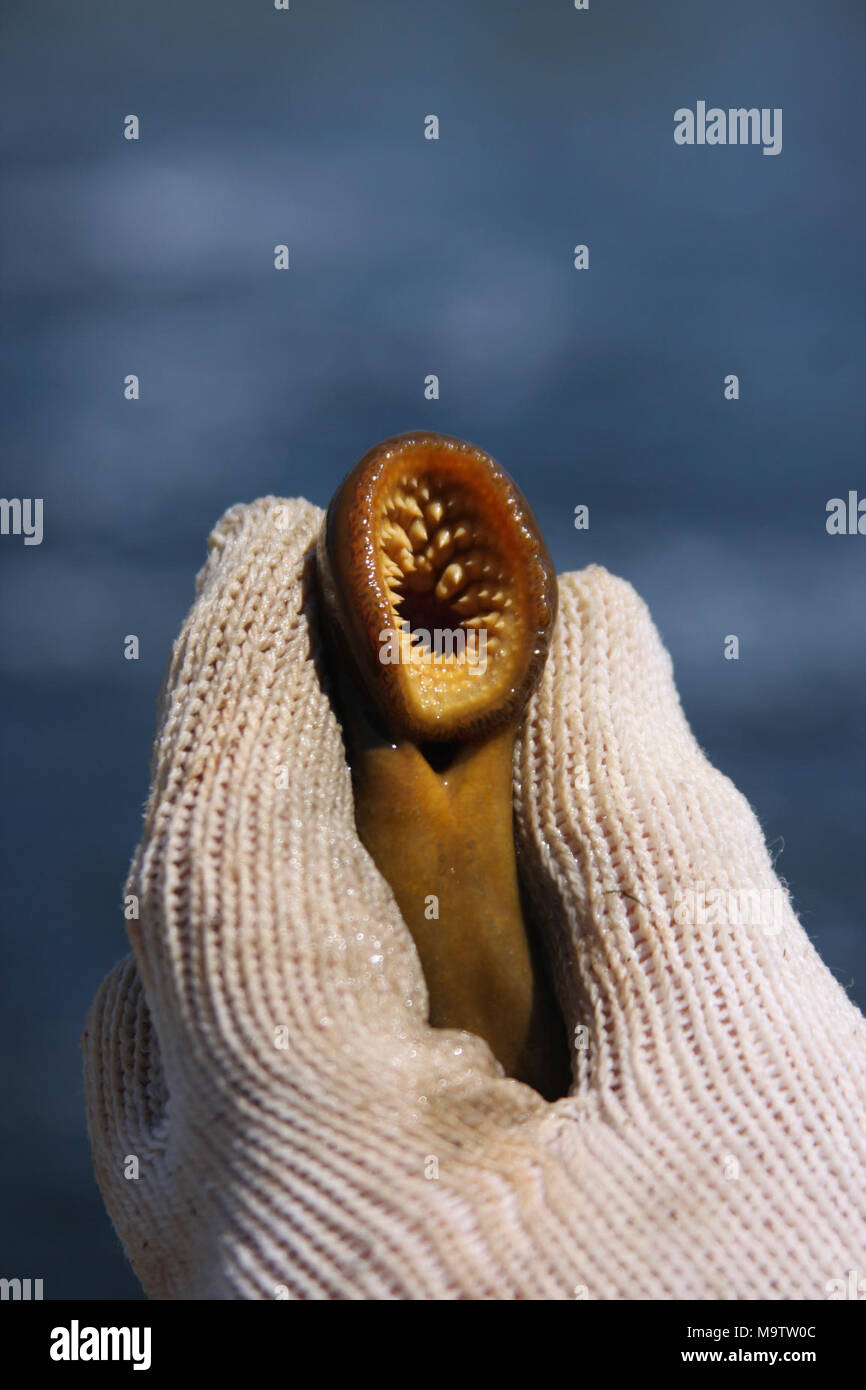 Lamprey mouth hi-res stock photography and images - Alamy