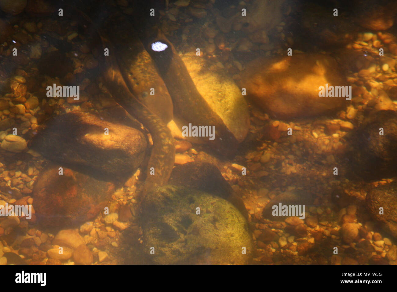 Sea Lamprey at their Mating Grounds. Sea Lamprey at their Mating ...