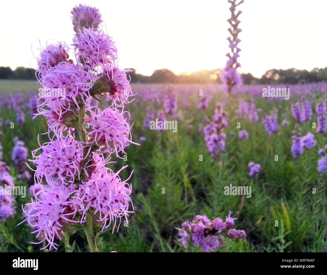 Blazing star. Blazing star Stock Photo - Alamy