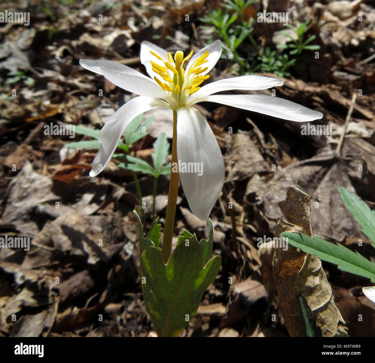 Blood Root. Blood Root Stock Photo - Alamy