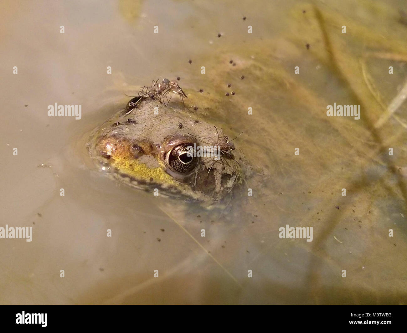 Frog eating insects hi-res stock photography and images - Alamy