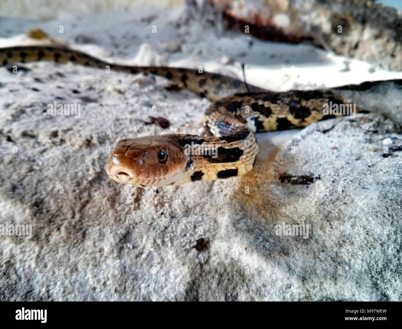 Western Fox Snake. Western Fox Snake Stock Photo - Alamy