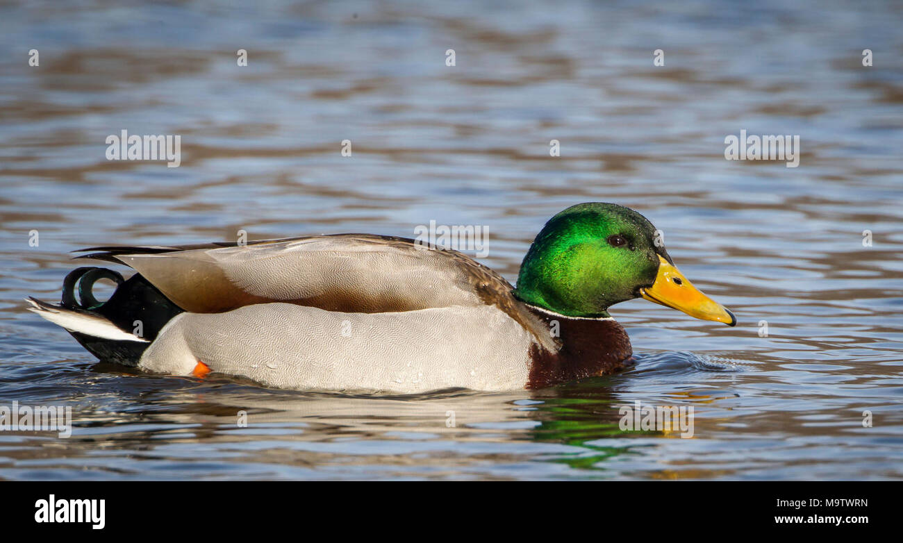 Drake Mallard. Drake Mallard Stock Photo - Alamy