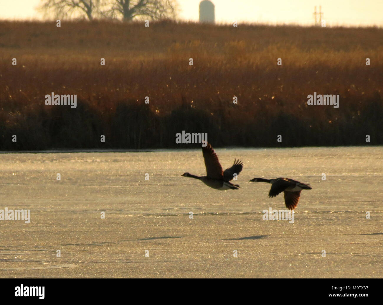 Canada geese. Canada geese Stock Photo - Alamy