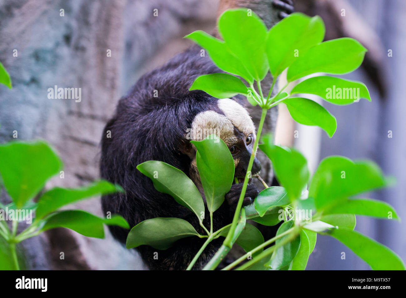 Animal eats hi-res stock photography and images - Alamy