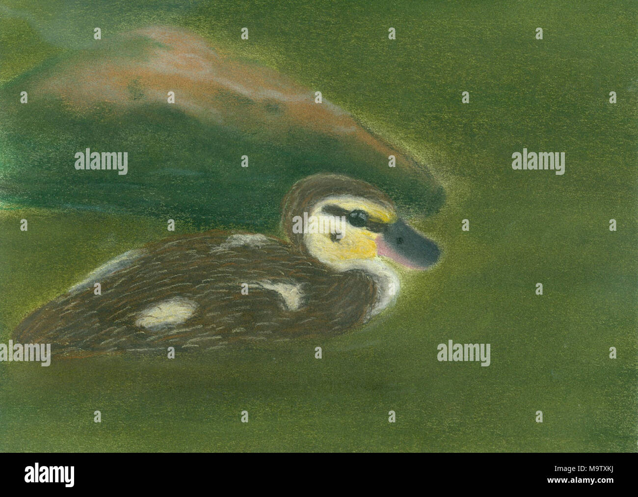 Mallard Bird Painting High Resolution Stock Photography and Images - Alamy