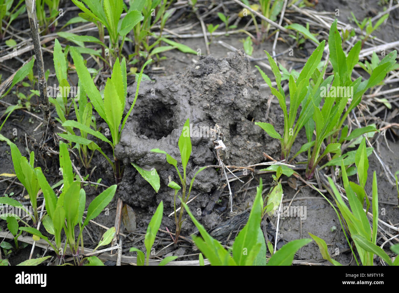 Natural crayfish habitat photo hi-res stock photography and images - Alamy