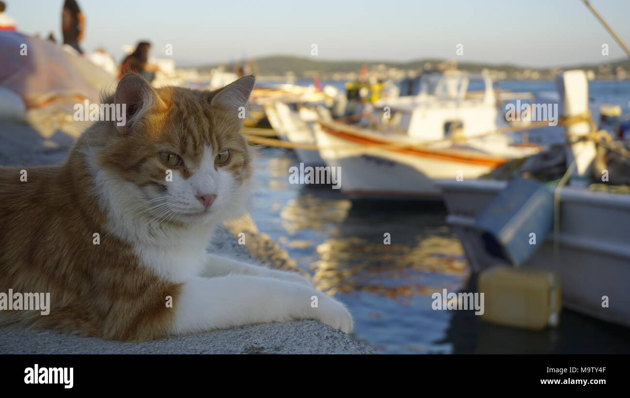The portrait of a beautiful and cute cat and the landscape behind it ...