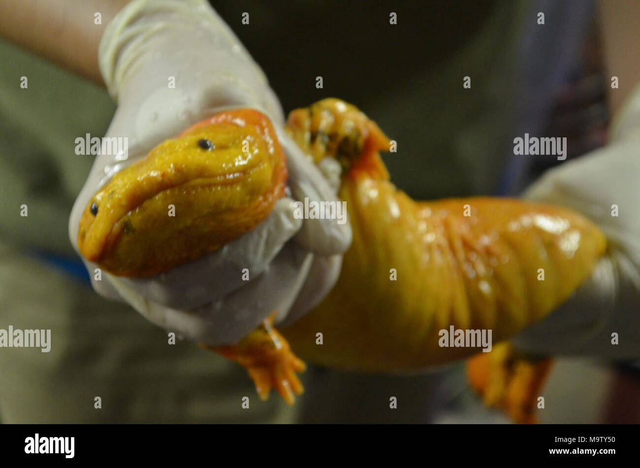 Eastern hellbender, St Louis Zoo. Eastern hellbender, St Louis Zoo ...