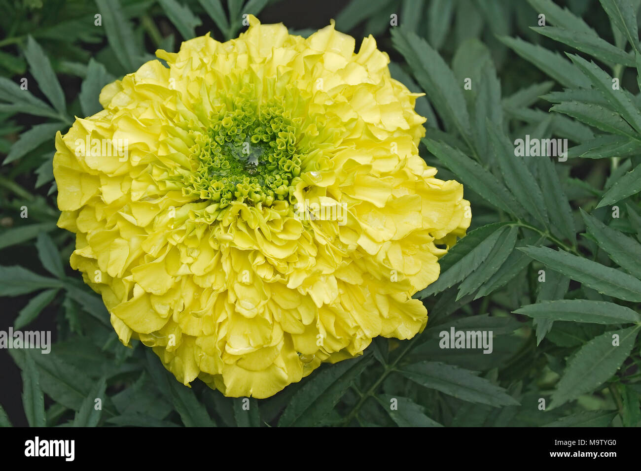 Mexican marigold (Tagetes erecta). Known also as Aztec Marigold and ...