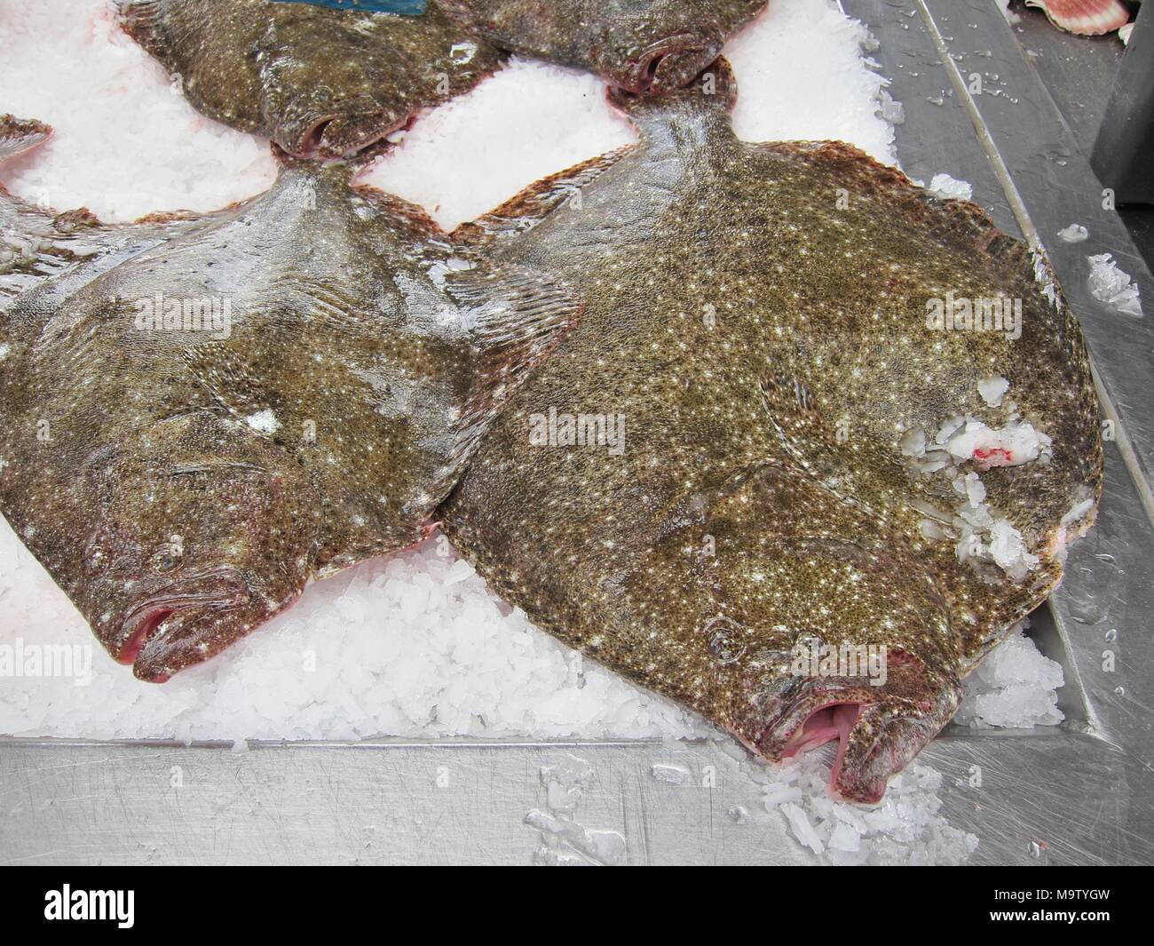 Turbots hi-res stock photography and images - Alamy