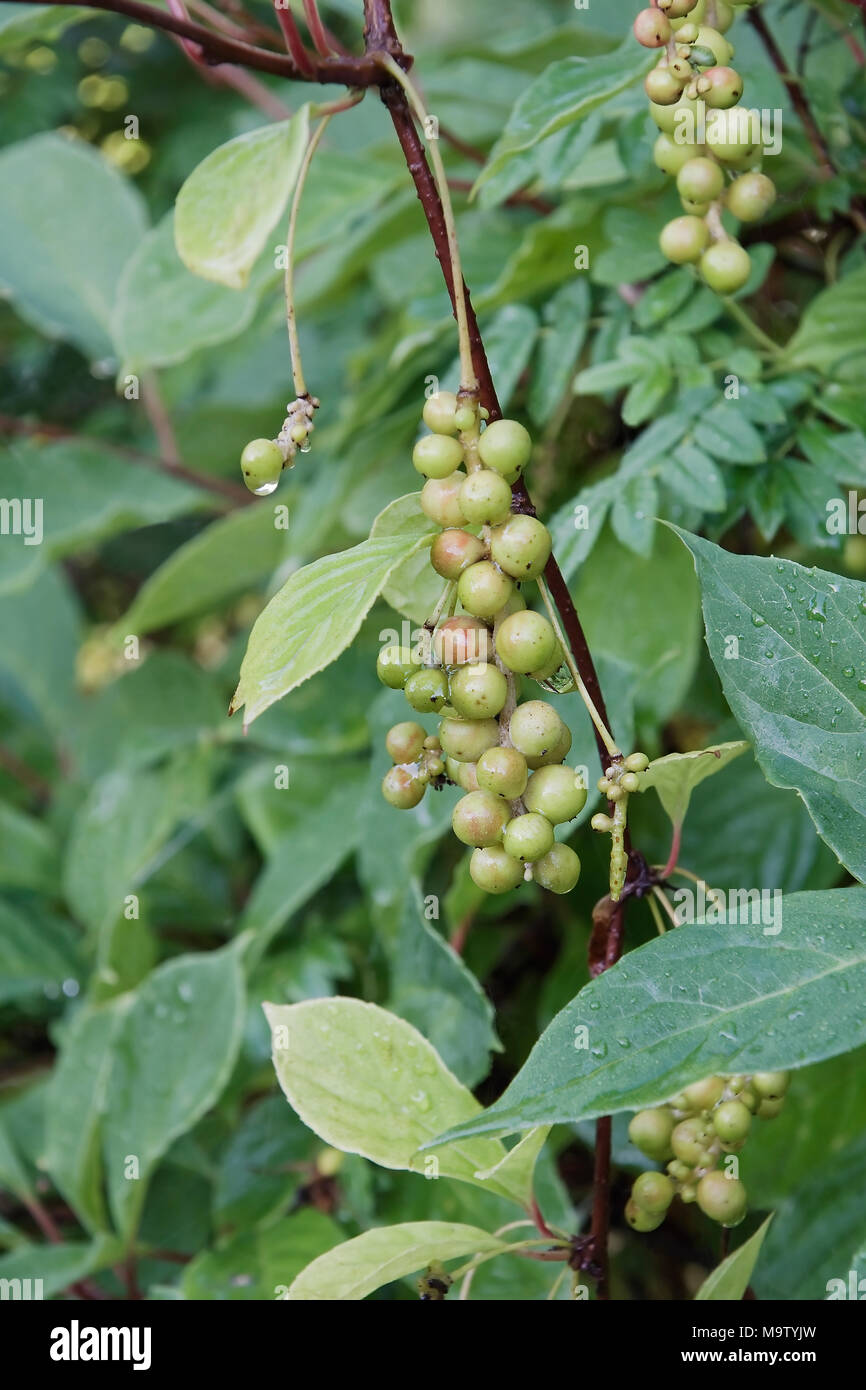 Magnolia-vine (Schisandra chinensis). Known also as Chinese magnolia ...