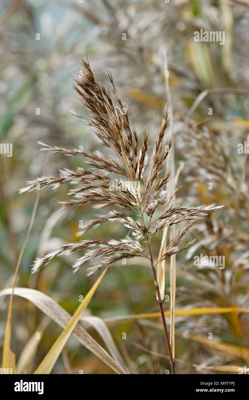 Common reed (Phragmites australis). Another scientific names are ...