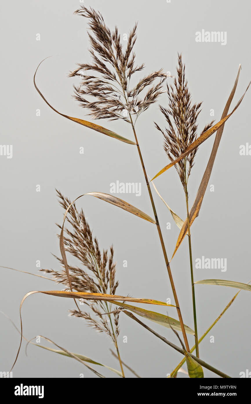 Common reed (Phragmites australis). Another scientific names are ...
