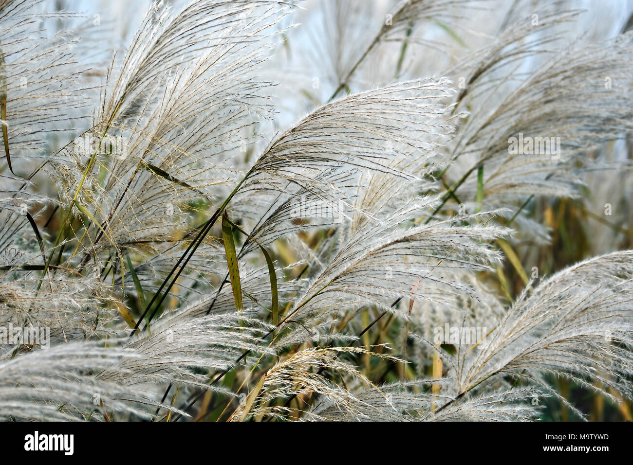 Amur silver grass (Miscanthus sacchariflorus). Known also as Japanese ...