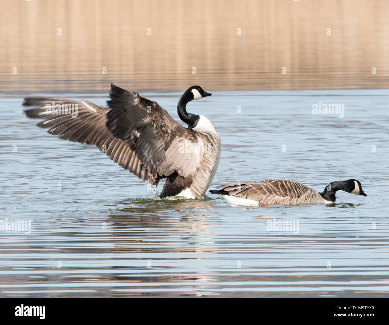 Agressive canada geese hi-res stock photography and images - Alamy