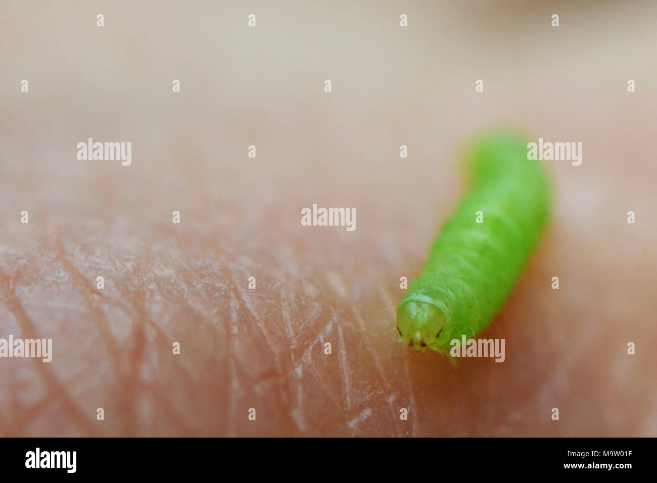 Boxelder leafroller. Boxelder leafroller Stock Photo - Alamy