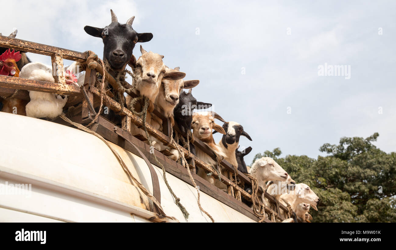Goats being transported on top of a public bus ready for slaughter ...
