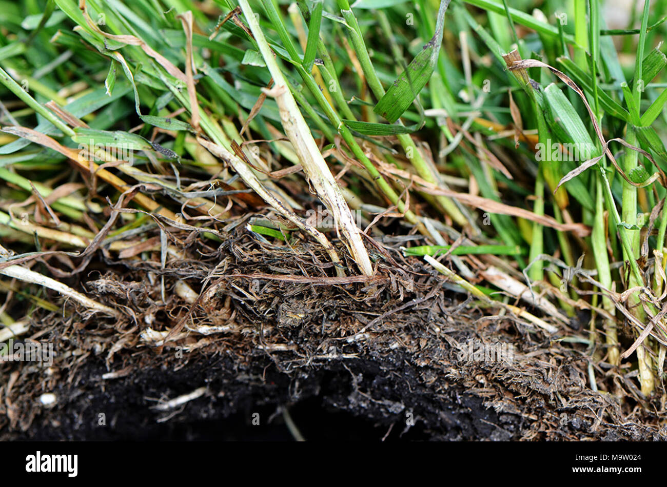 Shallow root system hi-res stock photography and images - Alamy