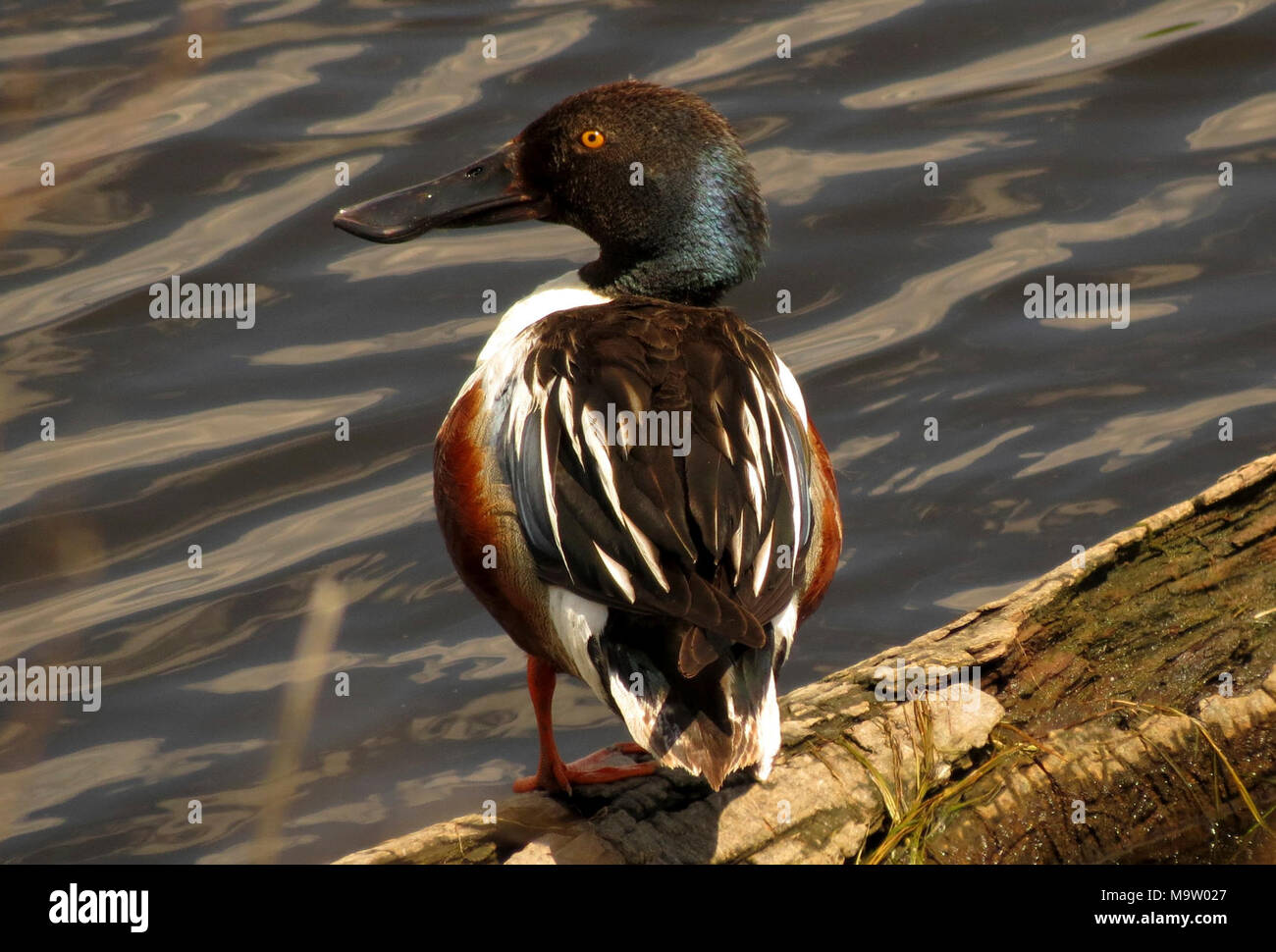 Male northern shoveler. Male northern shoveler Stock Photo - Alamy